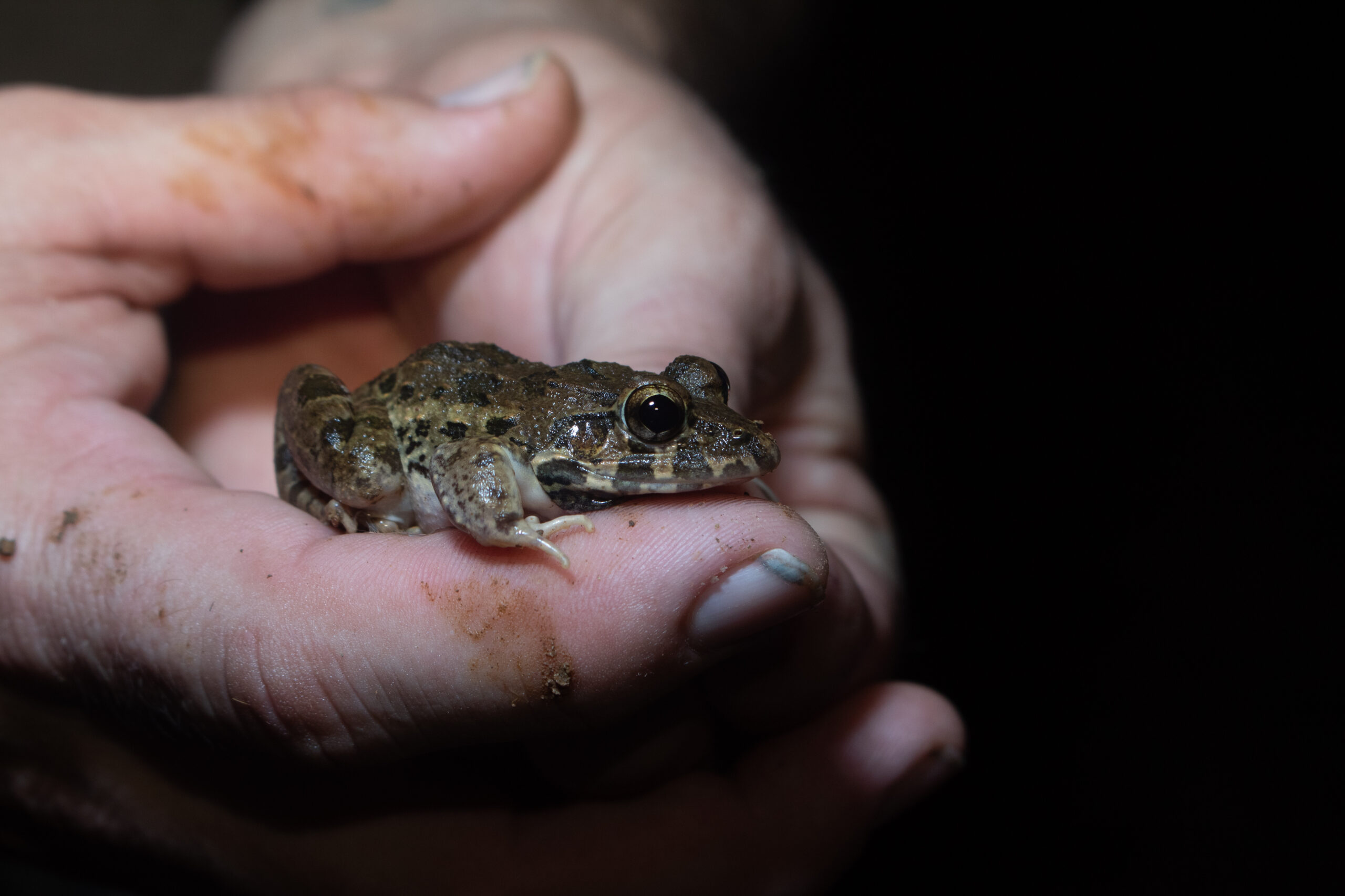 Eco Lead - Centreville Spy